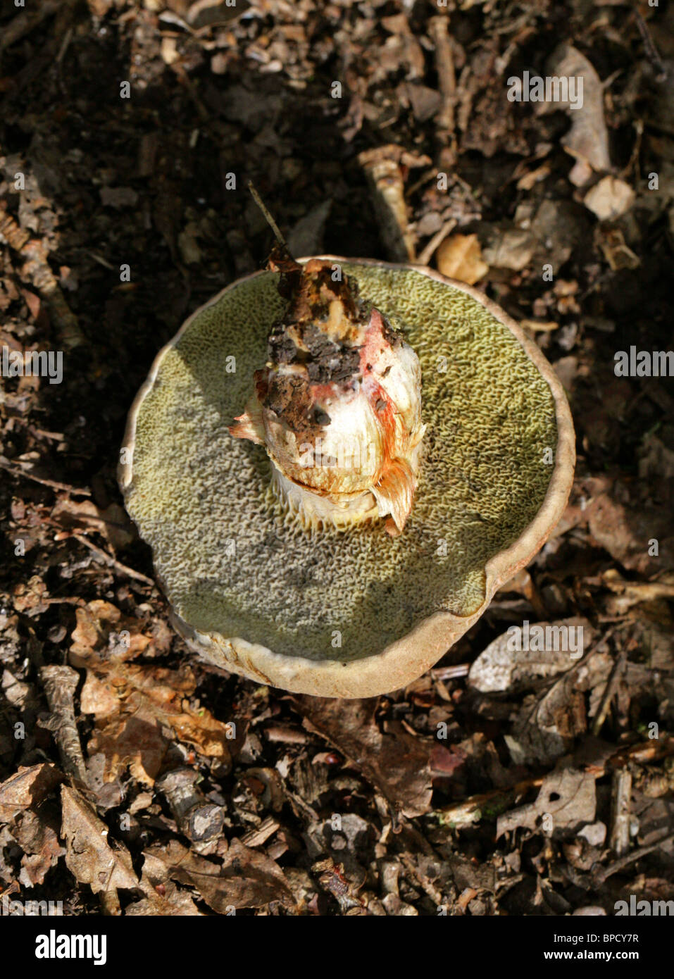 Red-cracked Boletus, Boletus chrysenteron (Syn. Xerocomus chrysenteron ...