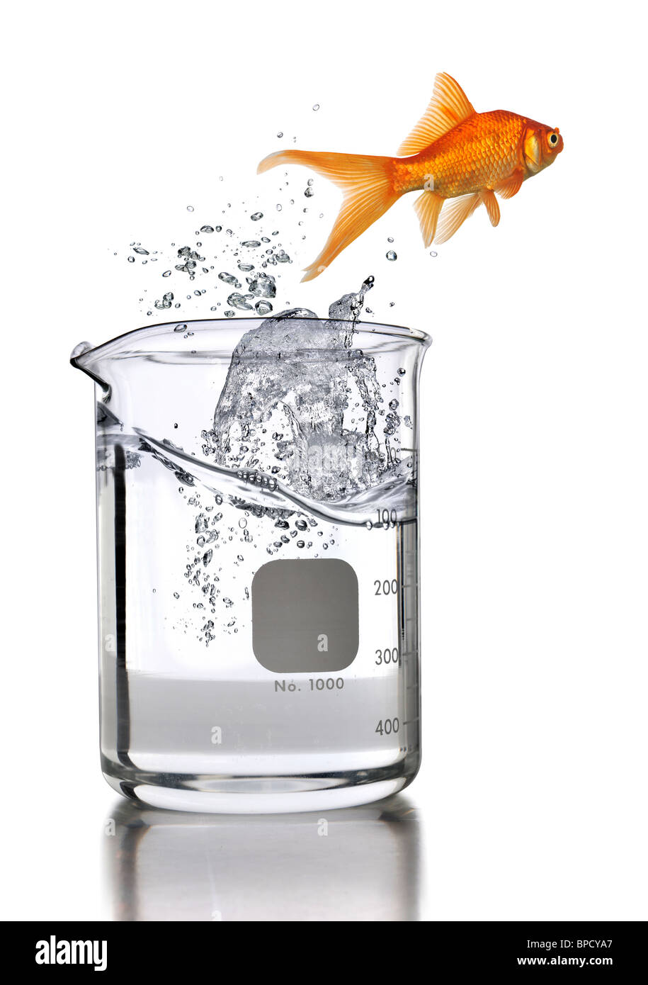 Gold fish jumping out of laboratory beaker isolated over white ...