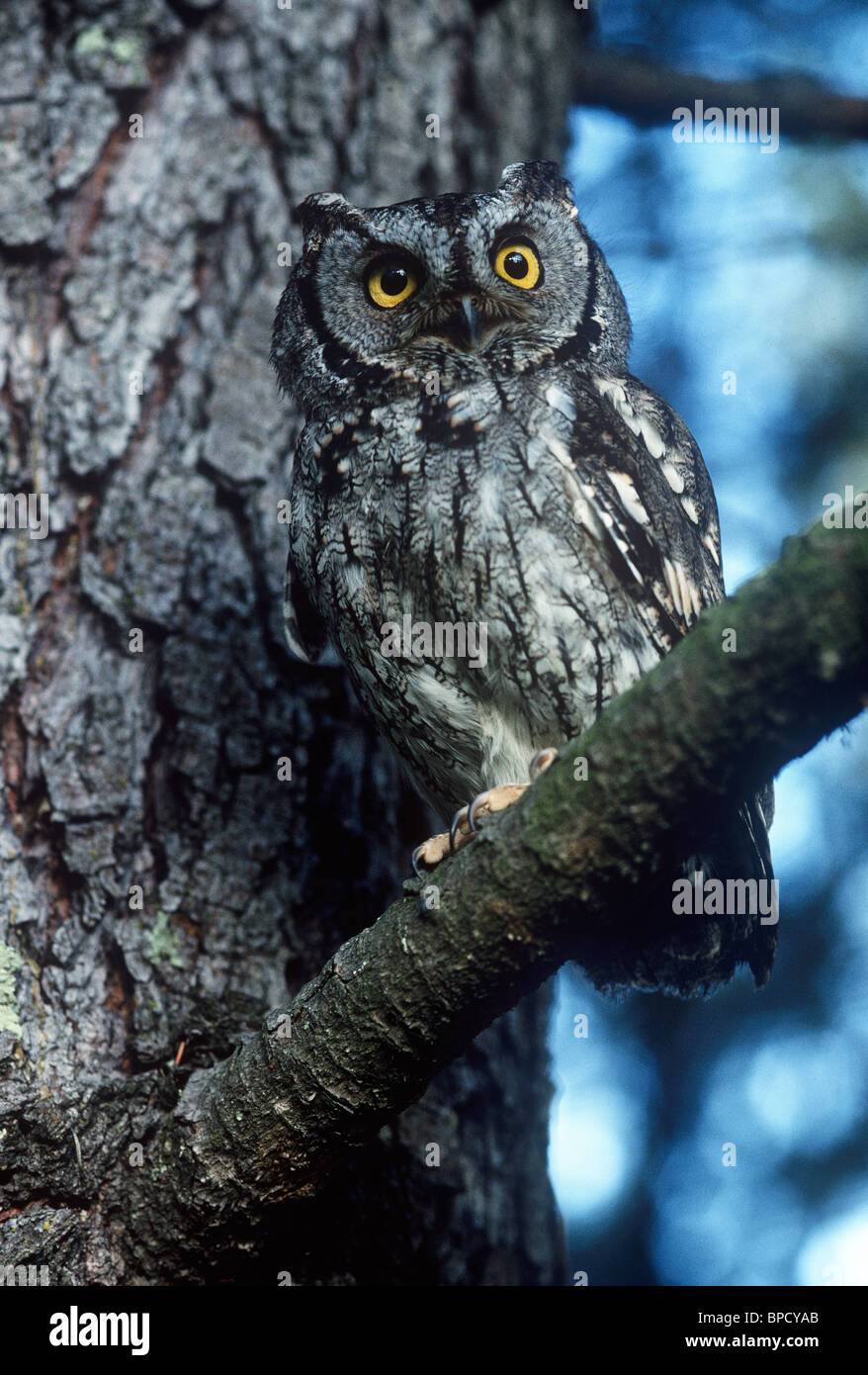 Western Screech Owl (Megascops kennicotti), perched in tree Stock Photo ...