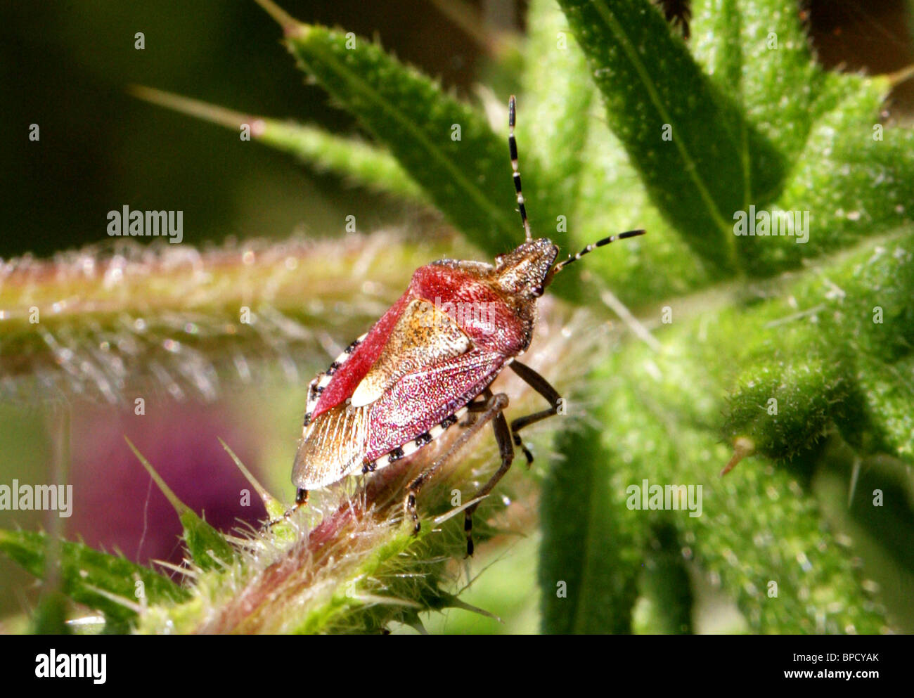 Hairy Shieldbug or Sloe Bug, a Shield or Stink Bug, Dolycoris baccarum ...