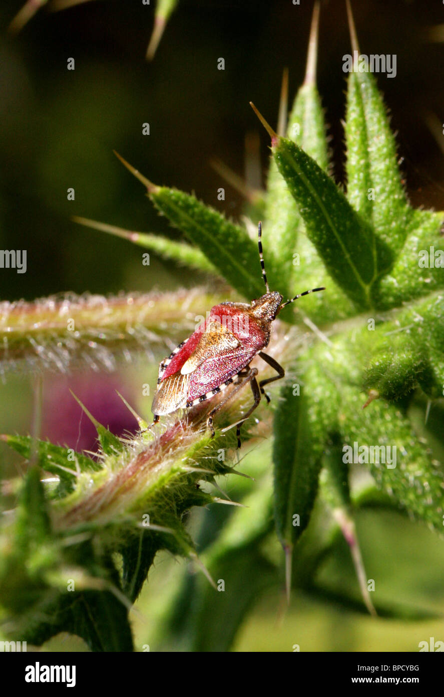 Hairy Shieldbug or Sloe Bug, a Shield or Stink Bug, Dolycoris baccarum ...
