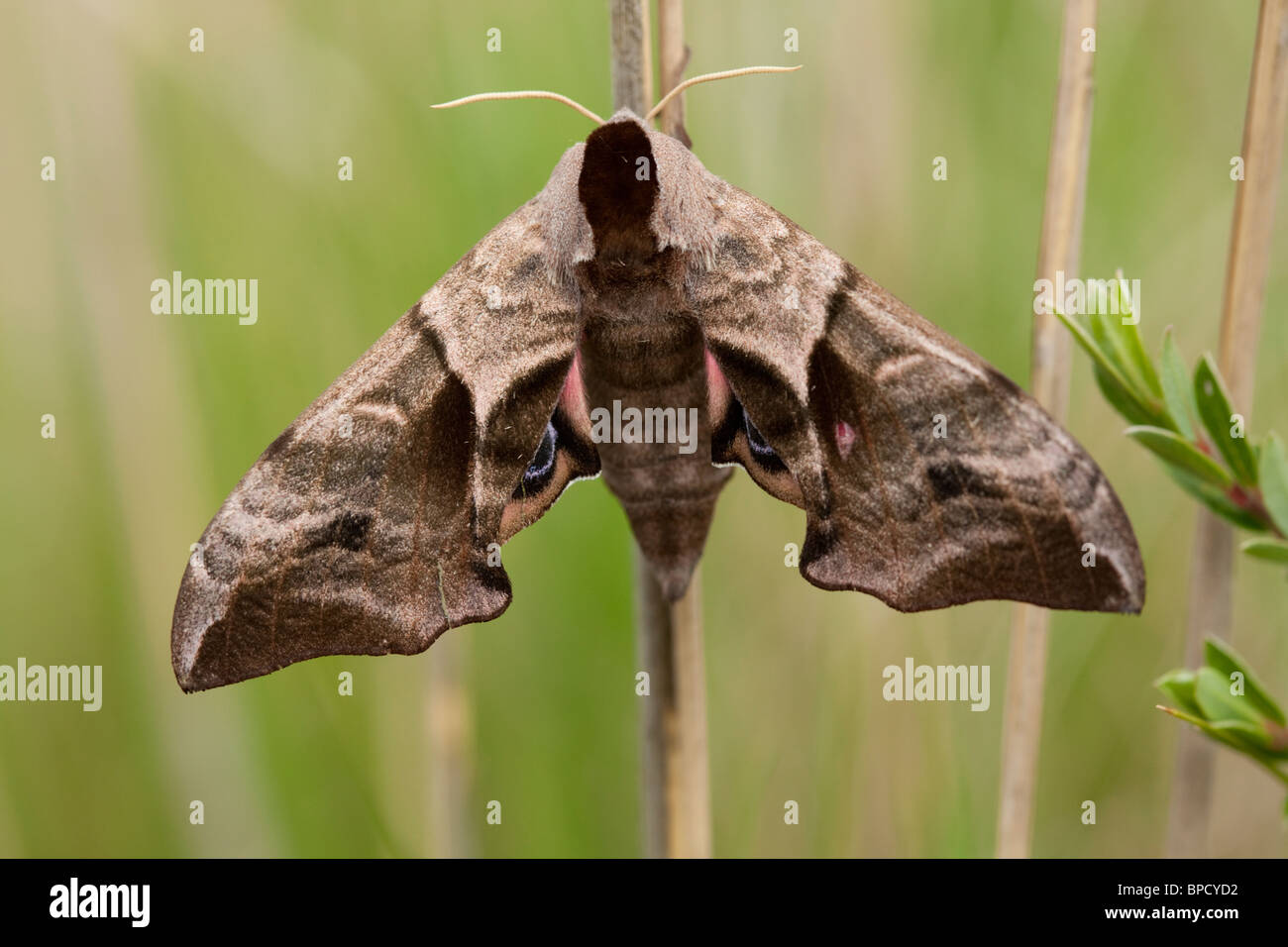 Eyed Hawk Moth Stock Photo - Alamy
