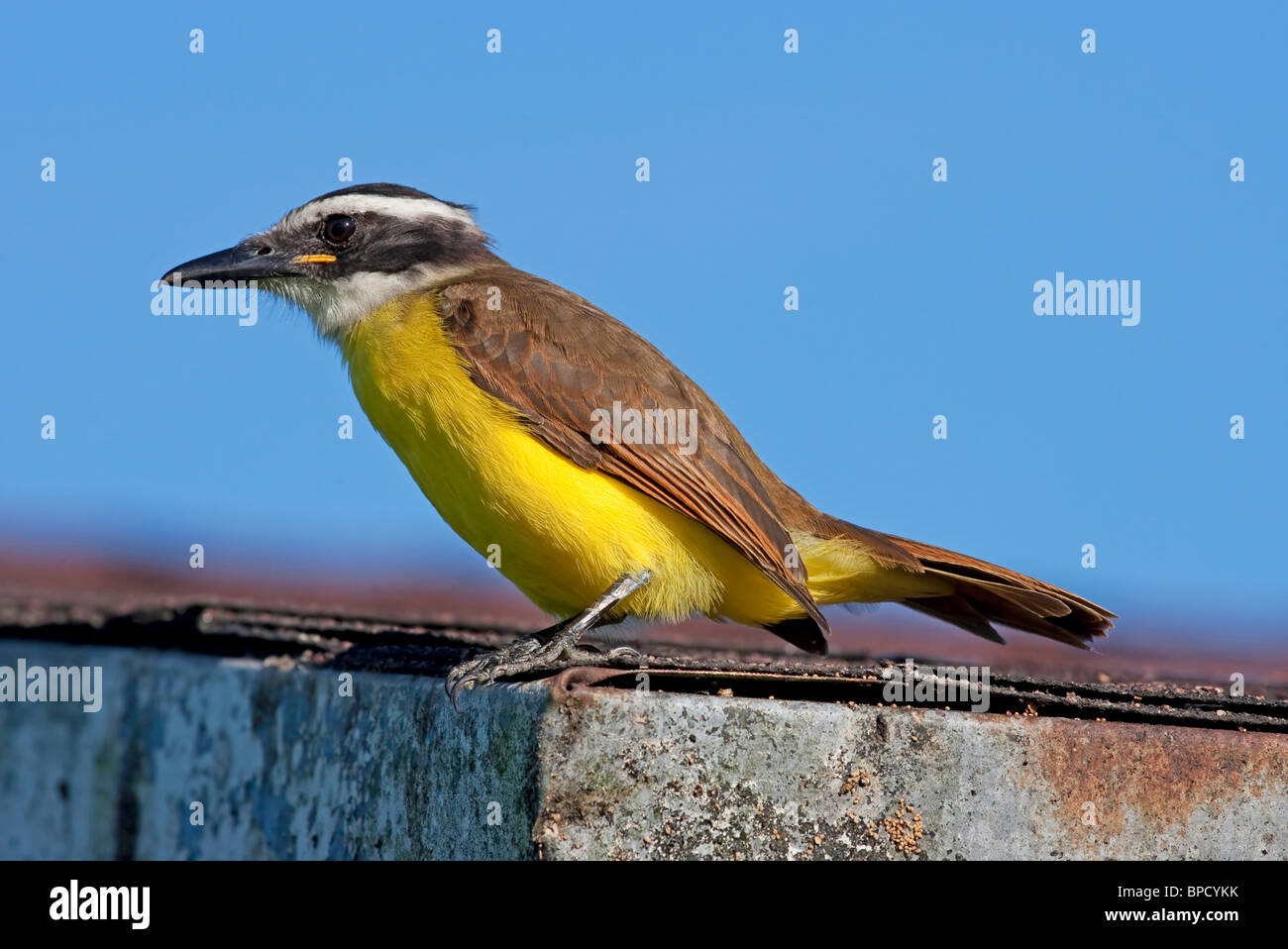 Guyana insects hi-res stock photography and images - Alamy