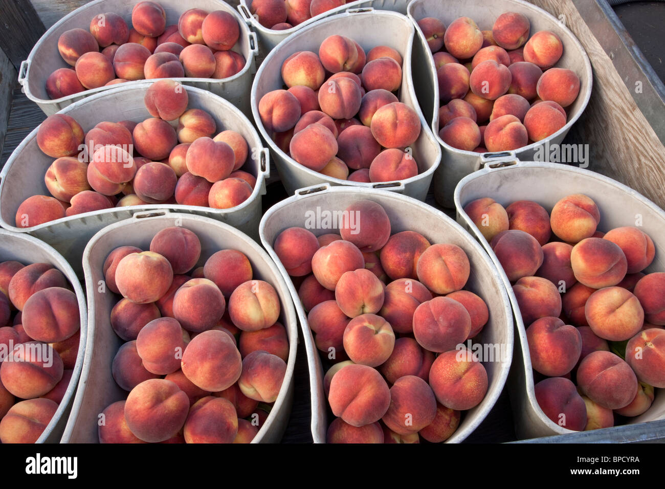 Bucket with hand picked peaches hi-res stock photography and images - Alamy