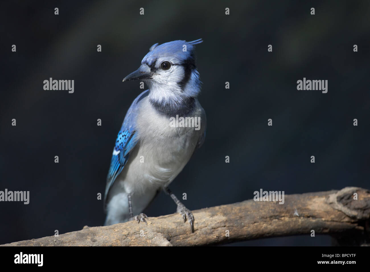 Male blue jay hi-res stock photography and images - Alamy