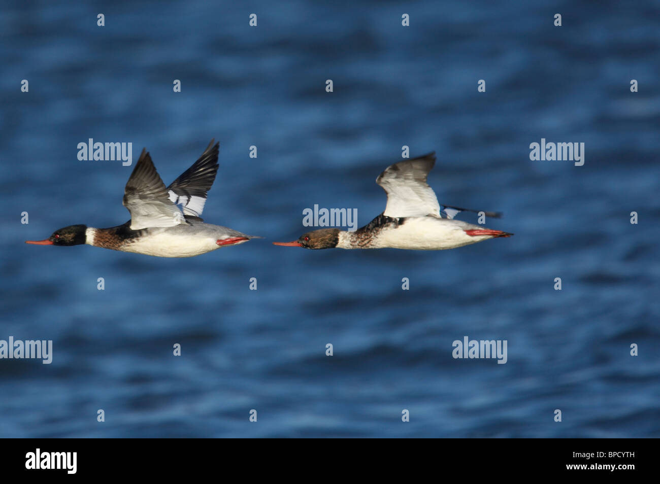Common Merganser In Flight