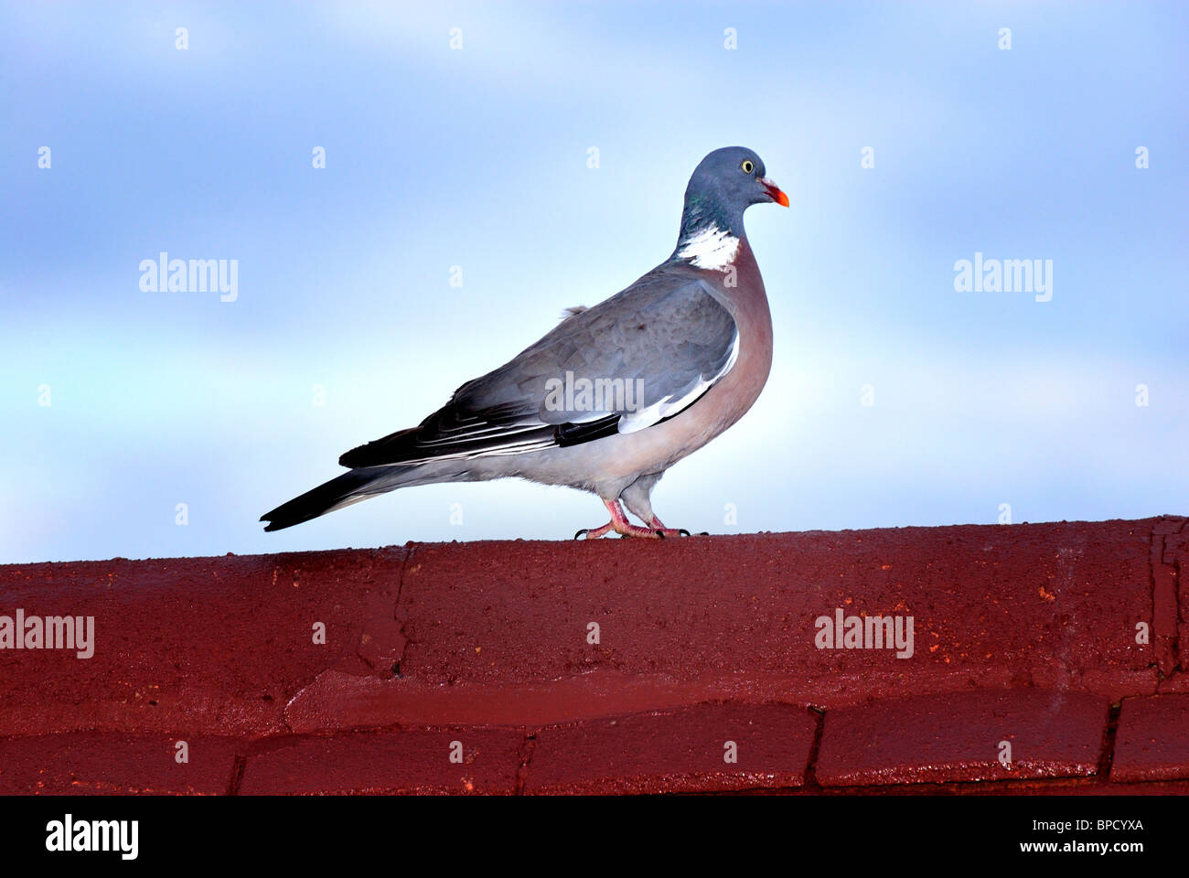 Pigeon profile hi-res stock photography and images - Alamy