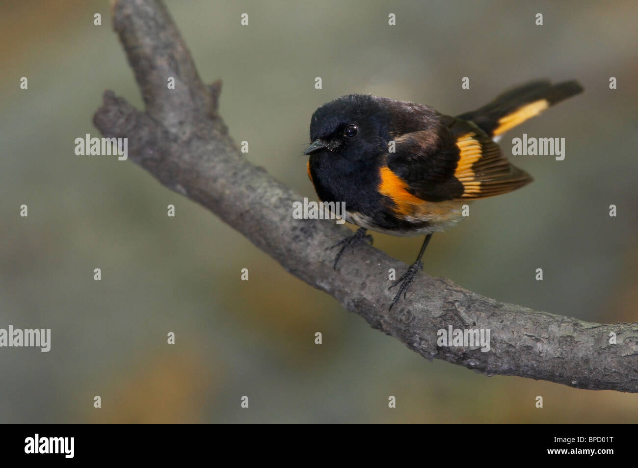 American male redstart hi-res stock photography and images - Alamy