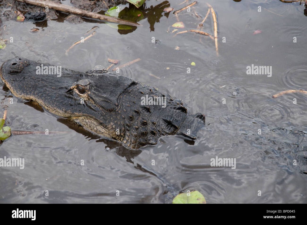 The Everglades in the Southern State of Florida in the USA Stock Photo ...