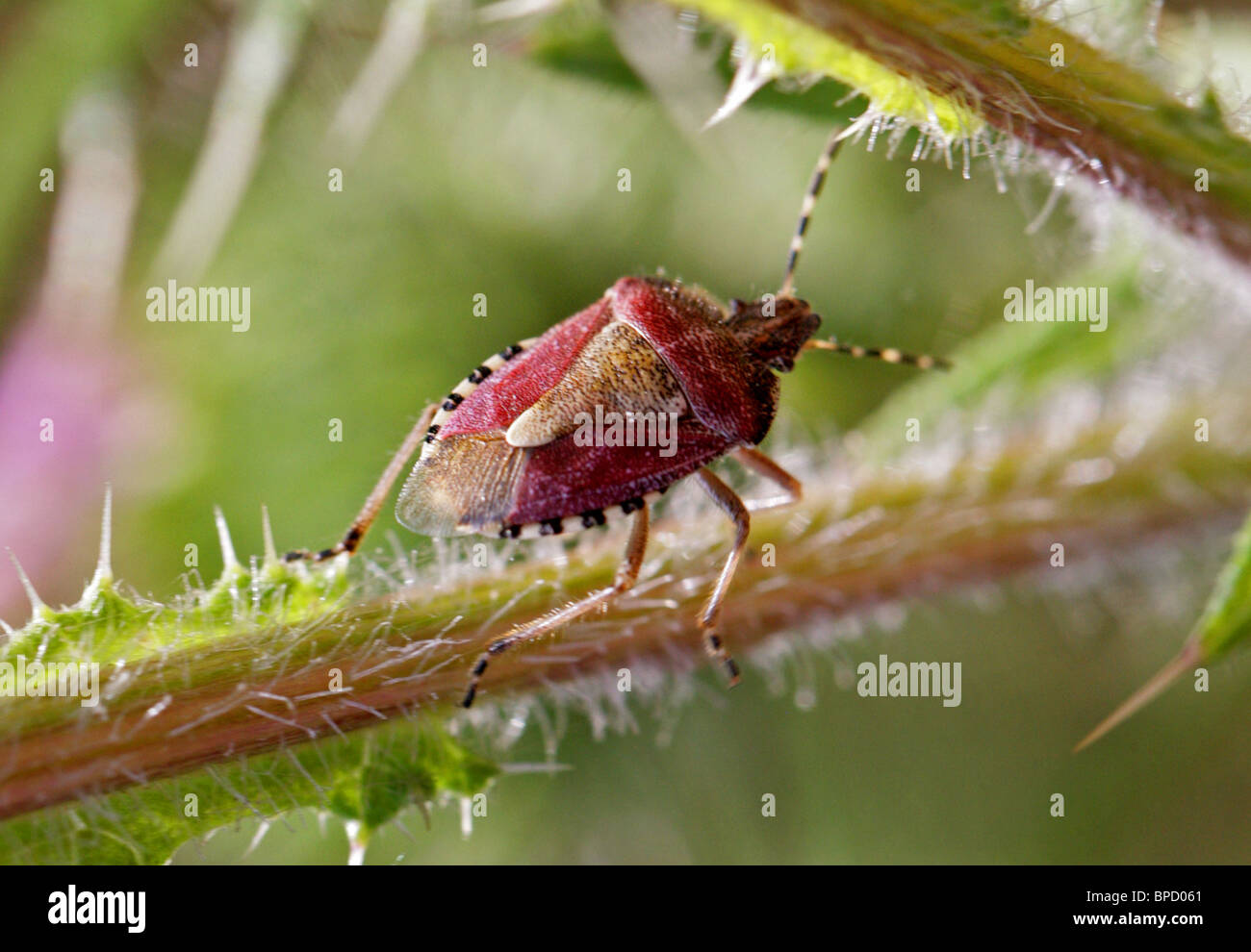 Hairy Shieldbug or Sloe Bug, a Shield or Stink Bug, Dolycoris baccarum ...