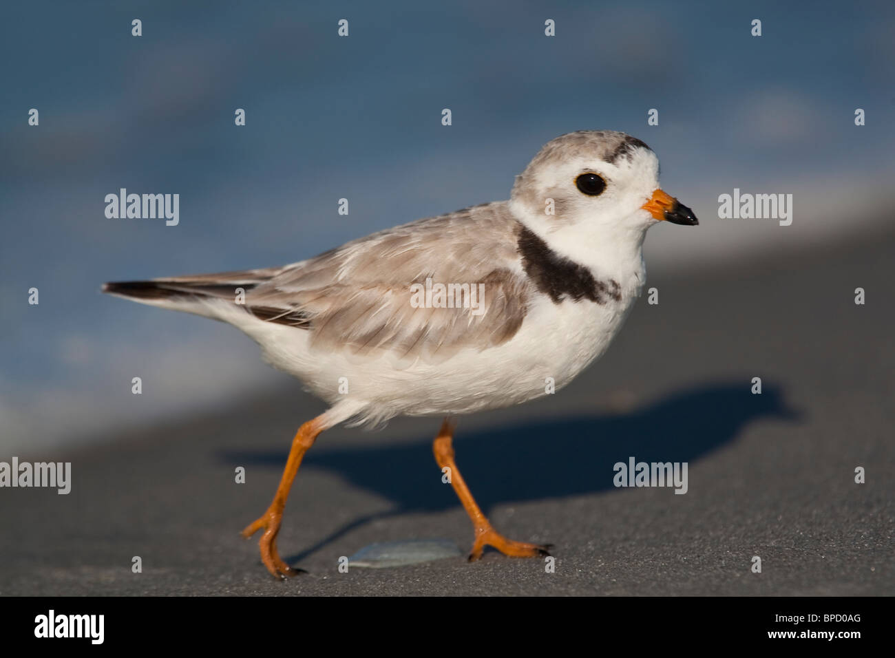 Piping Plover at Ocean's Edge at Dawn Stock Photo - Alamy
