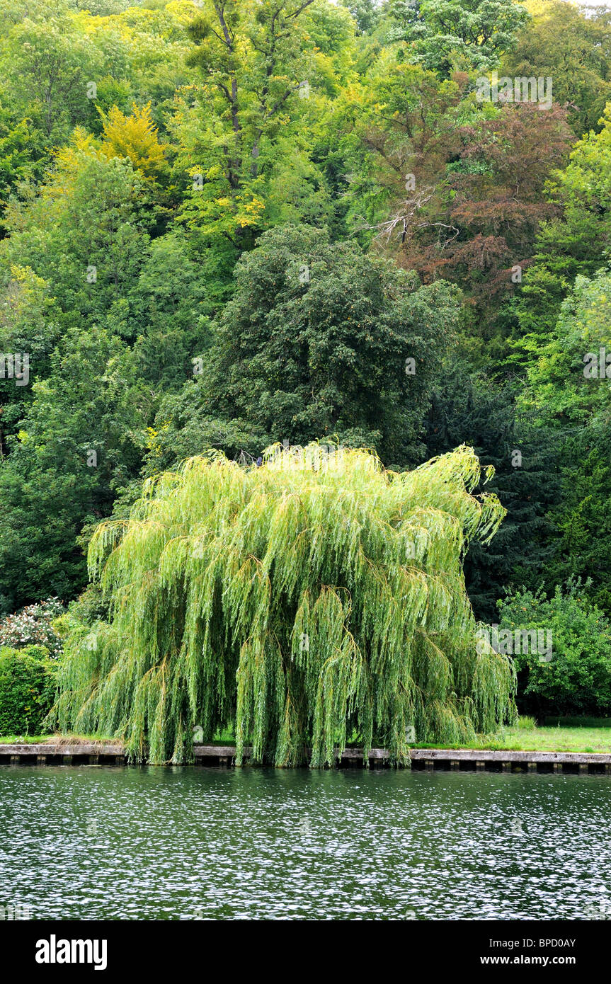 Willow tree hi-res stock photography and images - Alamy