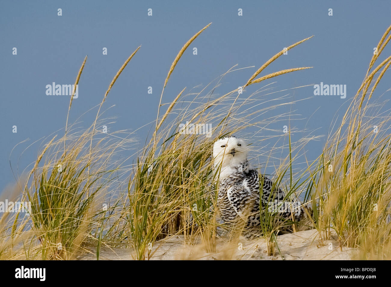 Snowy Owl in the Dunes on a Windy Morning Stock Photo - Alamy