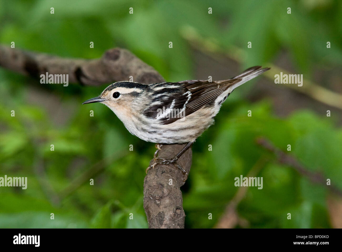 Black And White Warbler Female