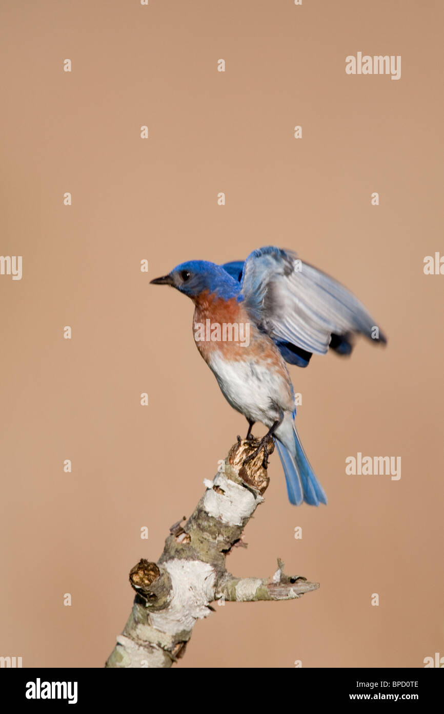 At the bluebird hi-res stock photography and images - Alamy