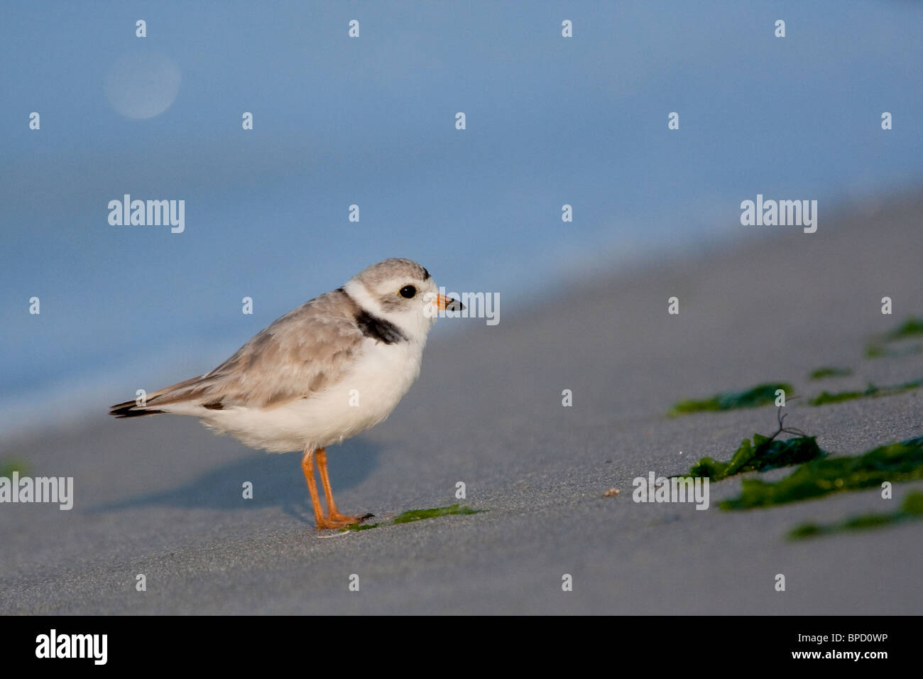 Piping Plover at Ocean's Edge at Dawn Stock Photo - Alamy