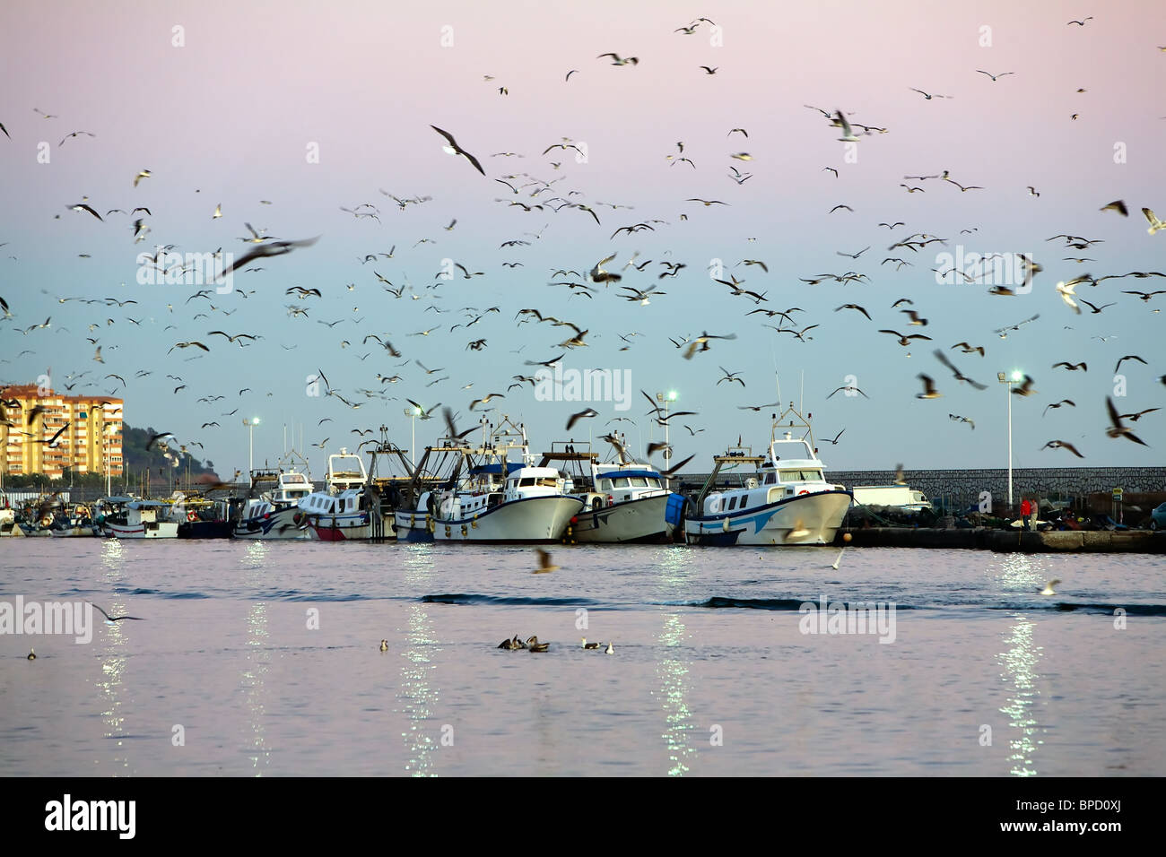 Harbor Scene In Sunset Lights Fishing Boats And Seagulls Medium ...