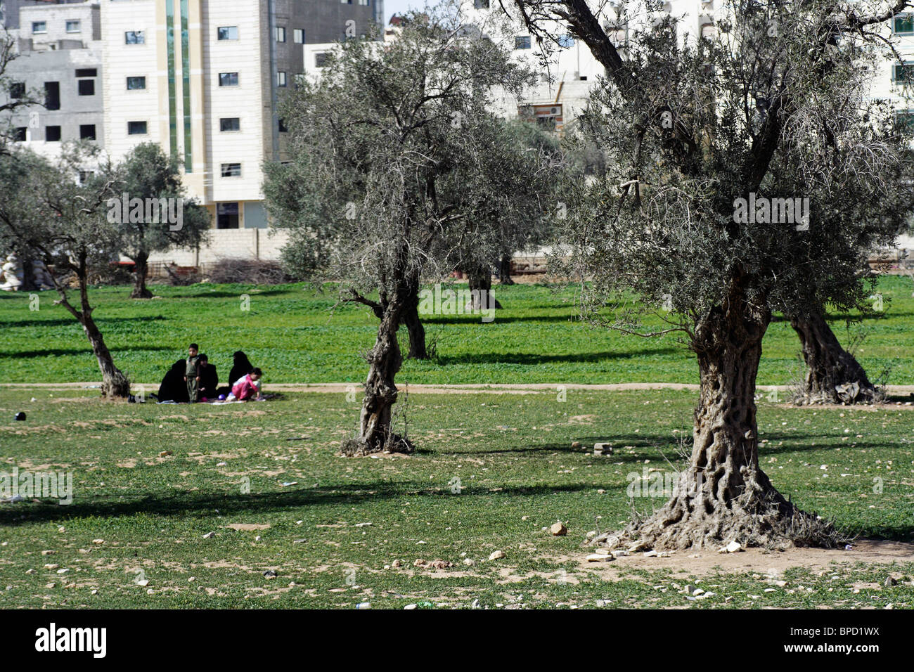 Olive tree family tree hi-res stock photography and images - Alamy