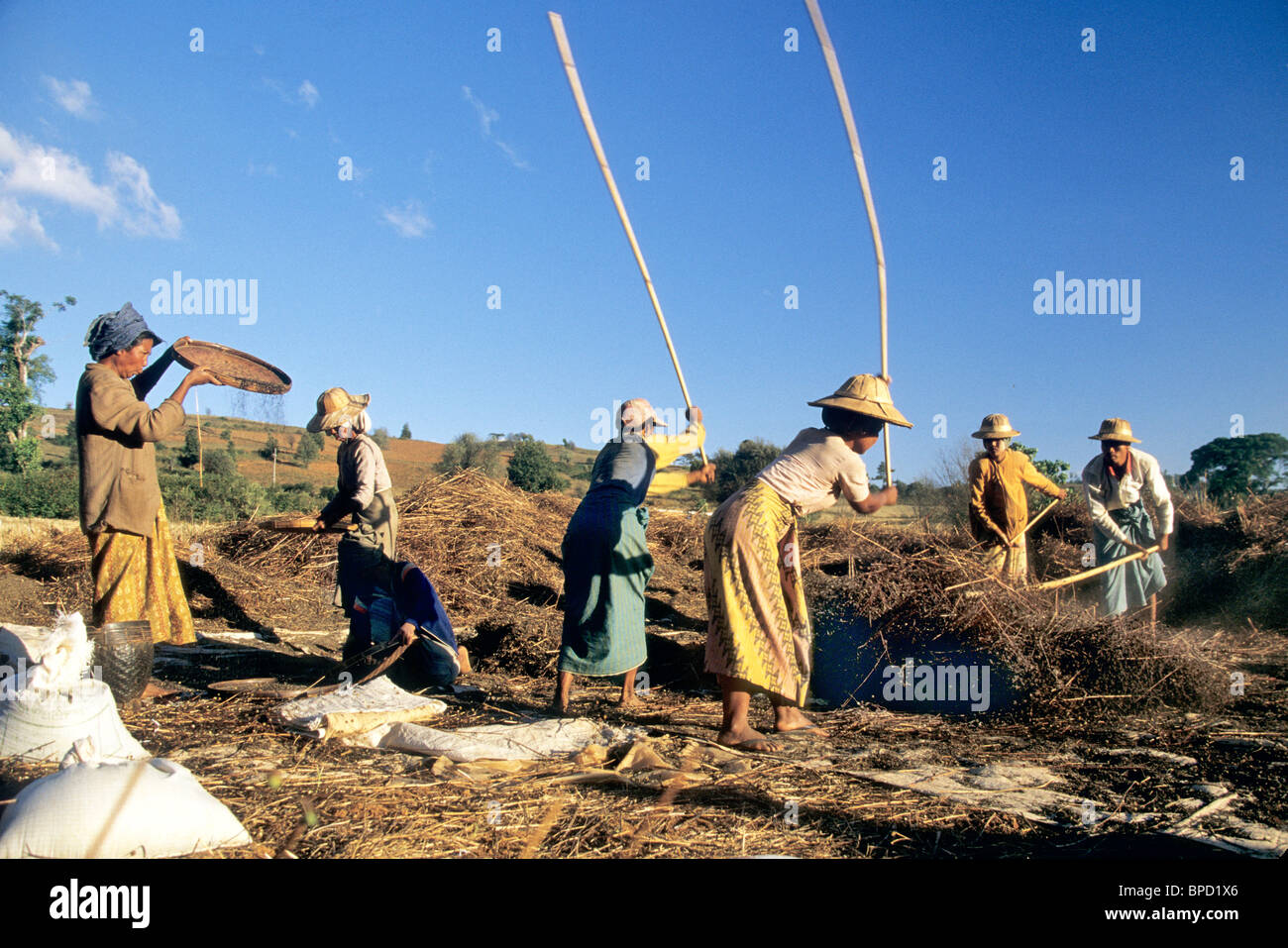 Sesame, workers threshing, winnow harvested dry stalks Stock Photo - Alamy