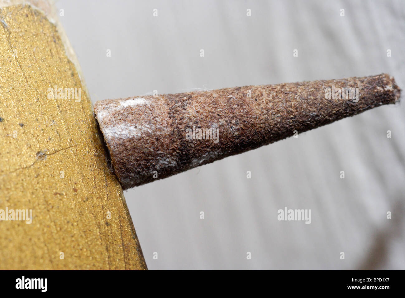 Pupa stage hi-res stock photography and images - Alamy