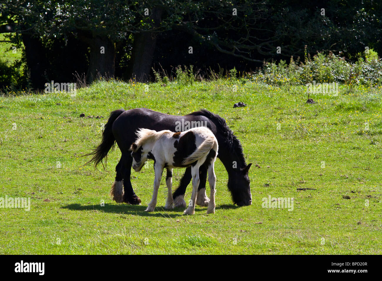 Black mare hi-res stock photography and images - Alamy