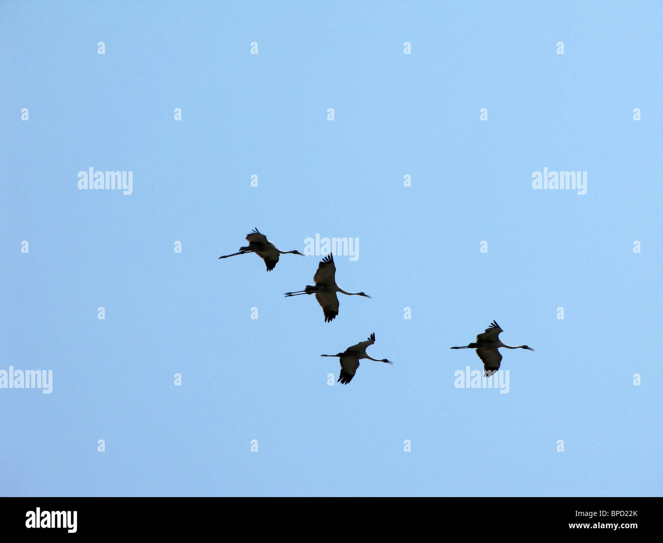 Brolga cranes (Grus rubicunda) in flight over Leaning Tree Lagoon ...