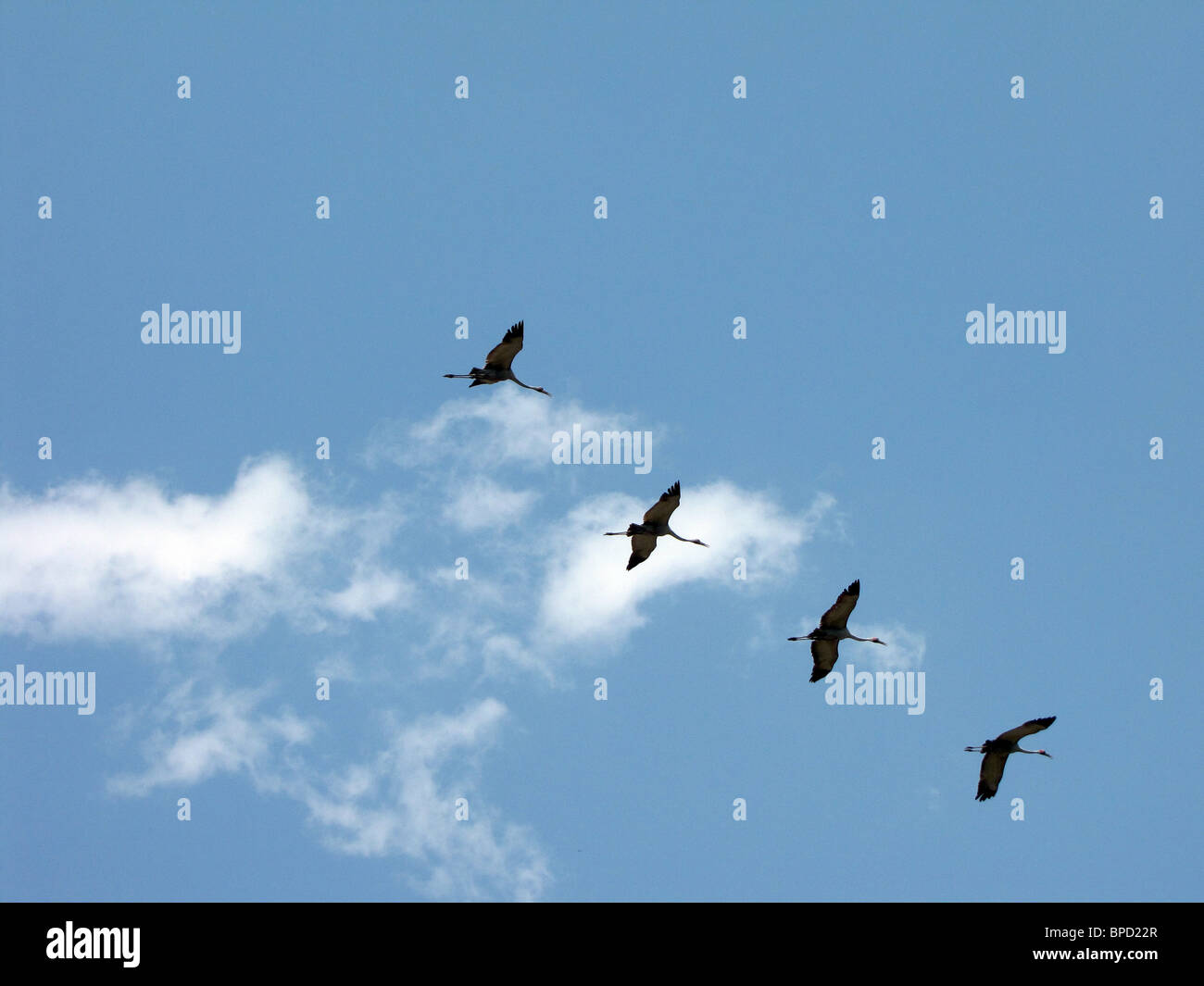 Brolga cranes (Grus rubicunda) in flight over Leaning Tree Lagoon ...