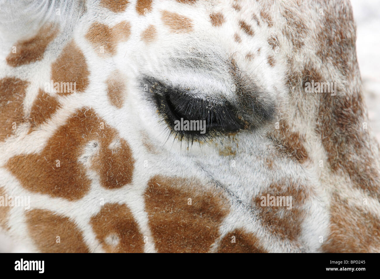 Giraffe eye hi-res stock photography and images - Alamy