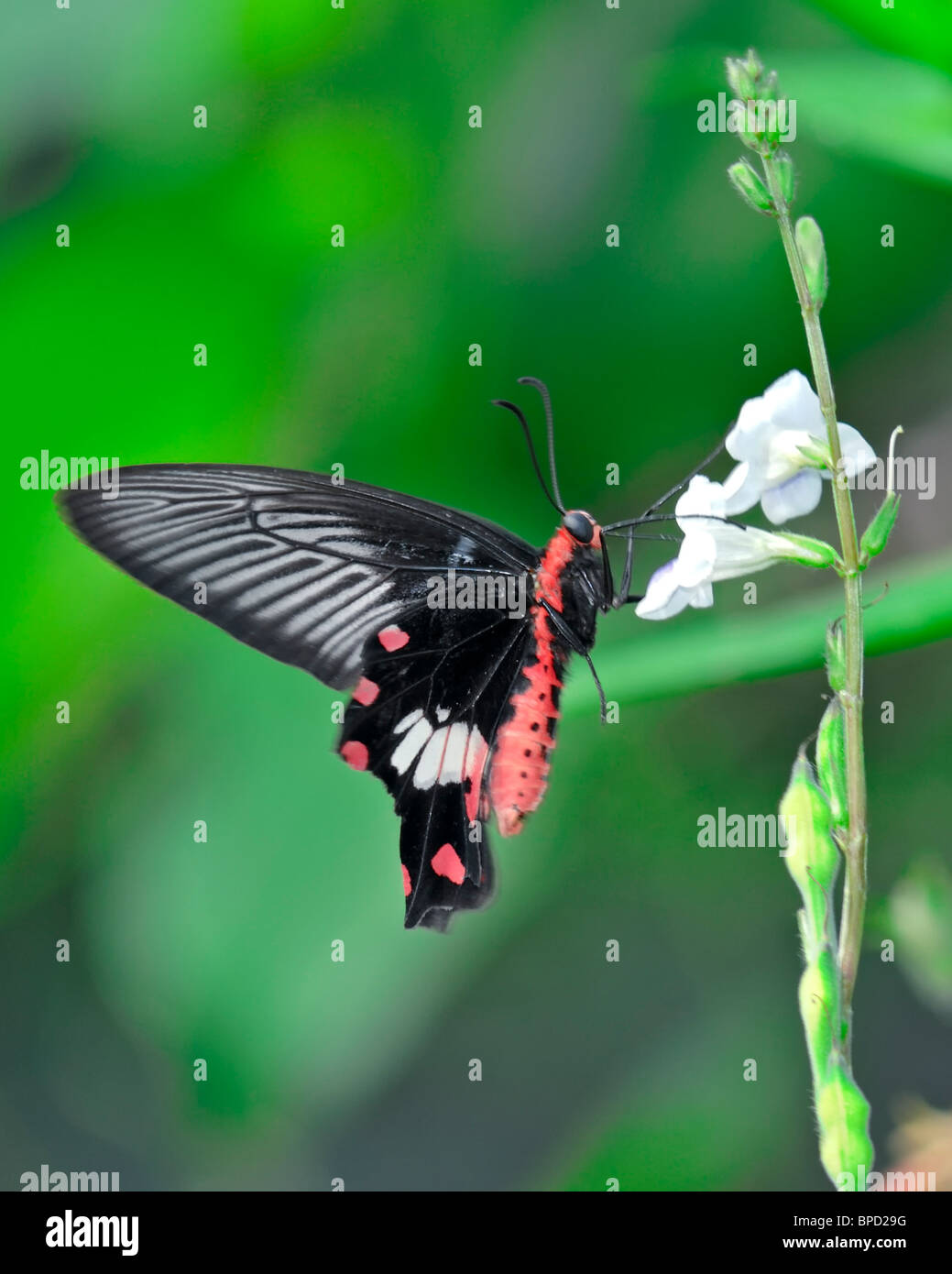 Common Rose Butterfly