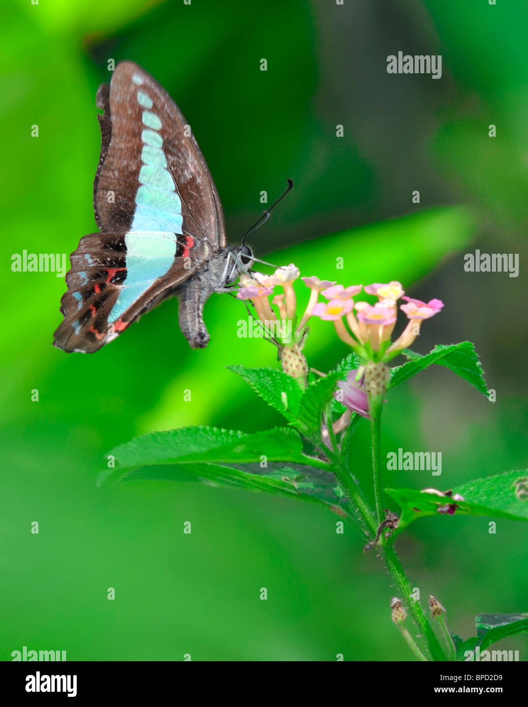 Common Bluebottle Butterfly feeding on a flower - Graphium Sarpedon ...
