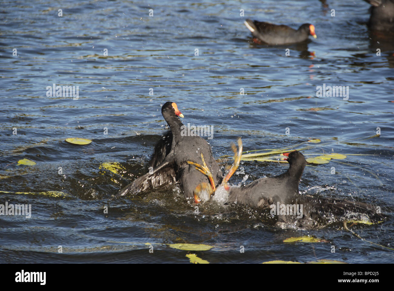 Defensive - Dusky Moorhen Gallinula tenebrosa form breeding groups of ...