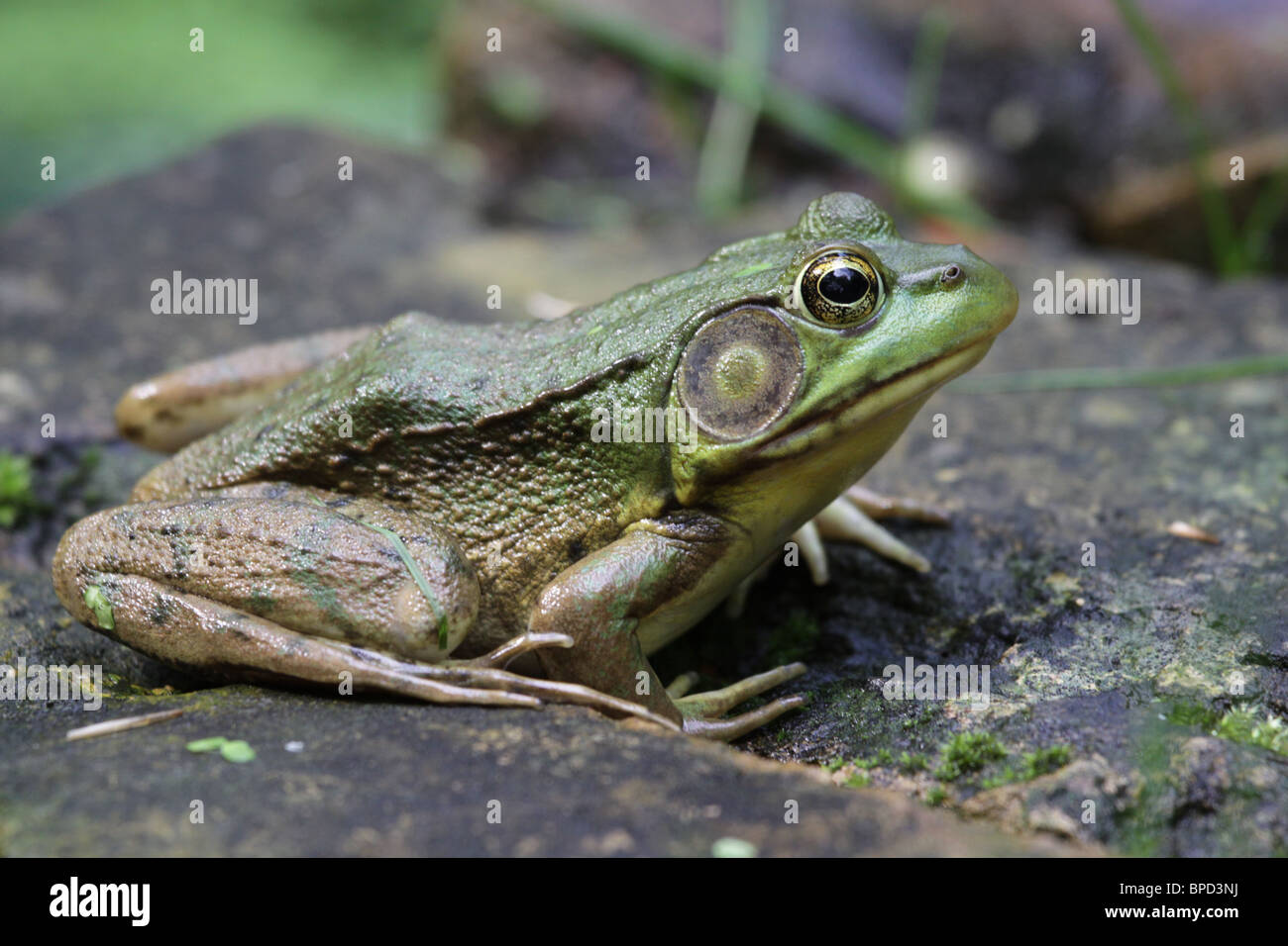 Bullfrogs hi-res stock photography and images - Alamy