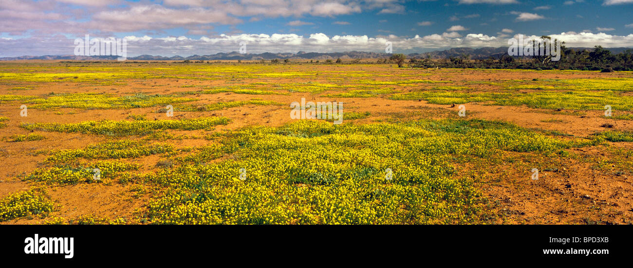Wildflowers, Flinders Ranges, Australia Stock Photo - Alamy