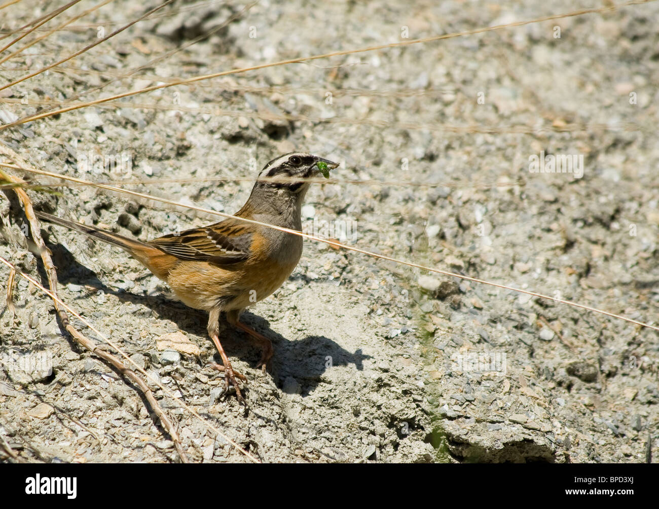 Rock bunting hi-res stock photography and images - Alamy