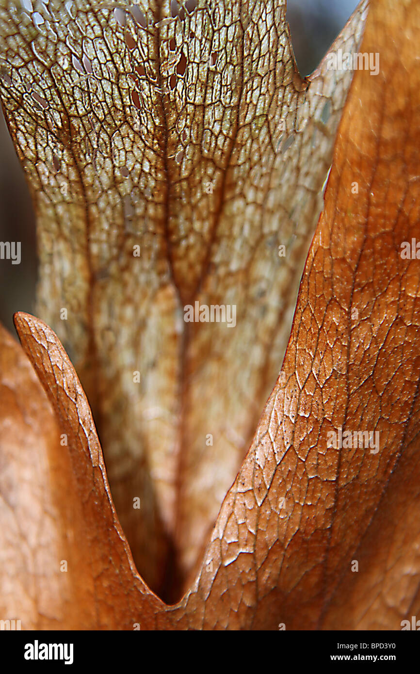 Artistic elements hi-res stock photography and images - Alamy