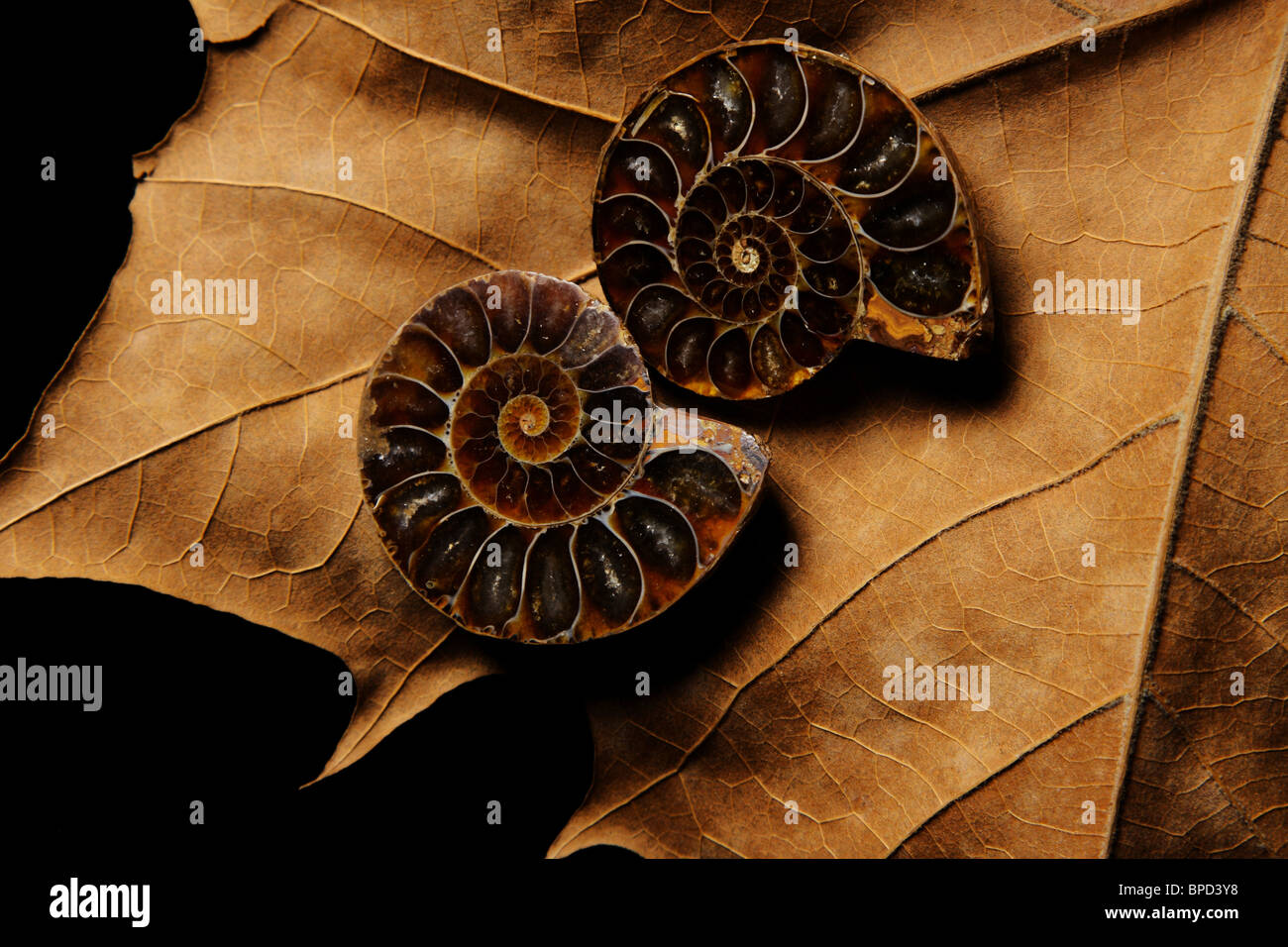 Artistically arranged elements of nature Stock Photo - Alamy