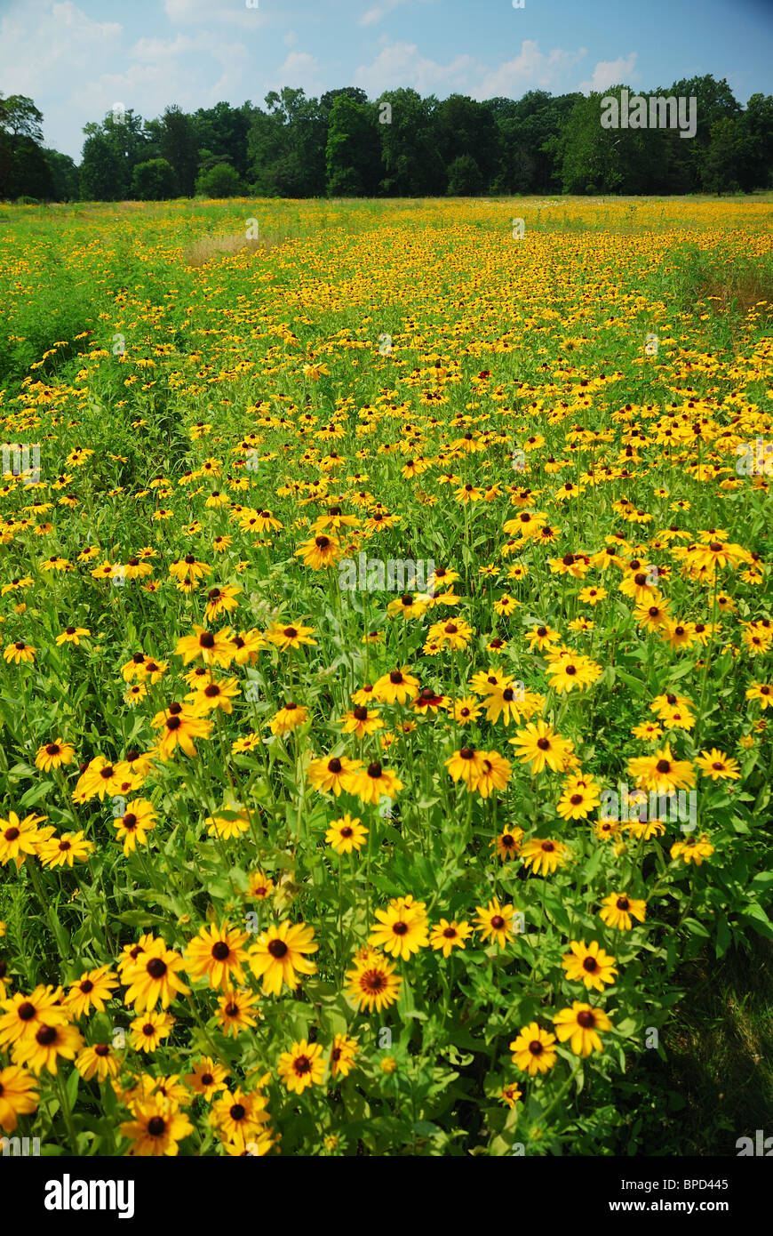 Flower field with thousands of Chrysanth flowers Stock Photo - Alamy