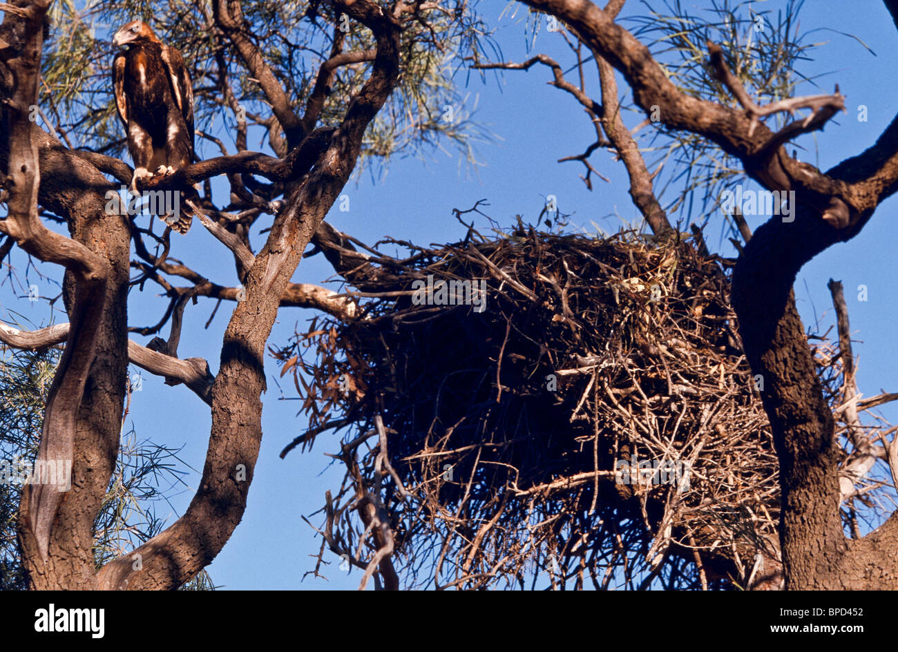 Australian bird nest hi-res stock photography and images - Alamy