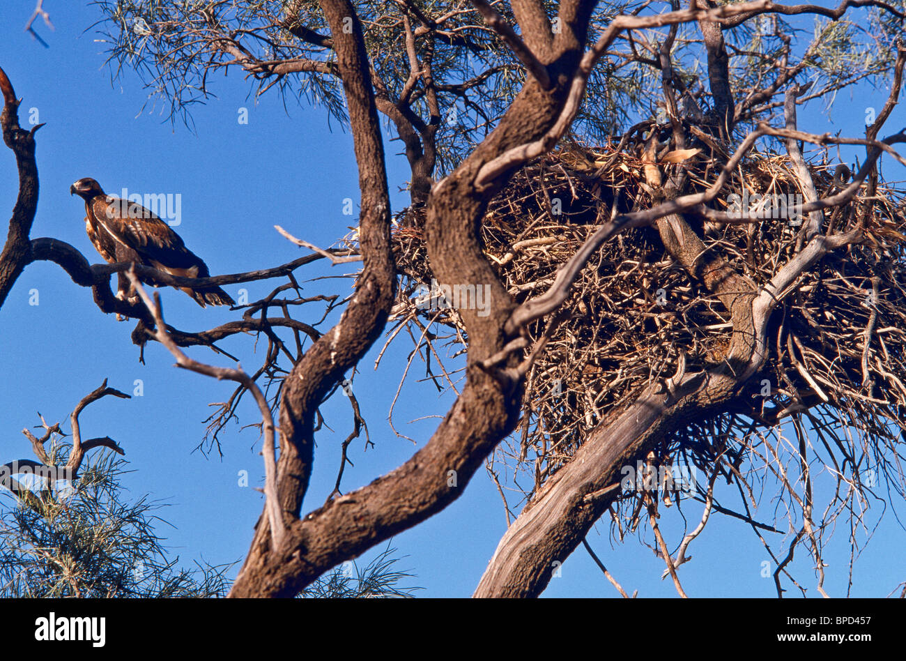 Wedged tailed hi-res stock photography and images - Alamy