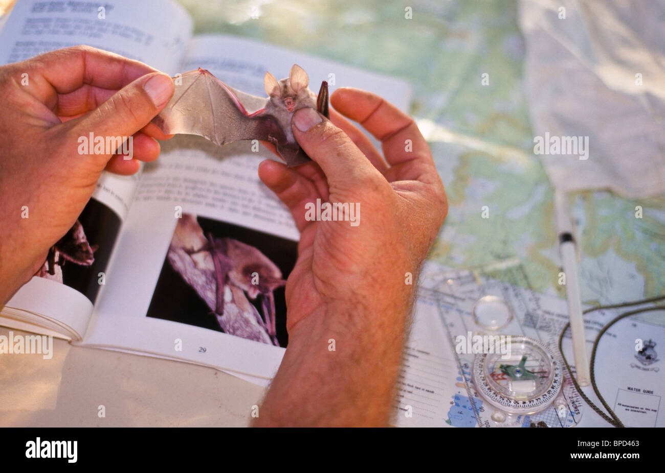 Field workers recording native fauna, Australia Stock Photo - Alamy