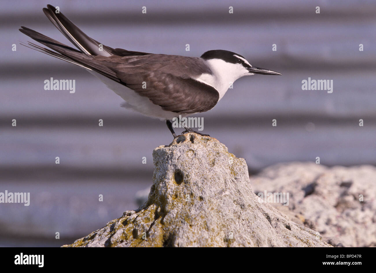 Bridled tern, Western Australia Stock Photo - Alamy