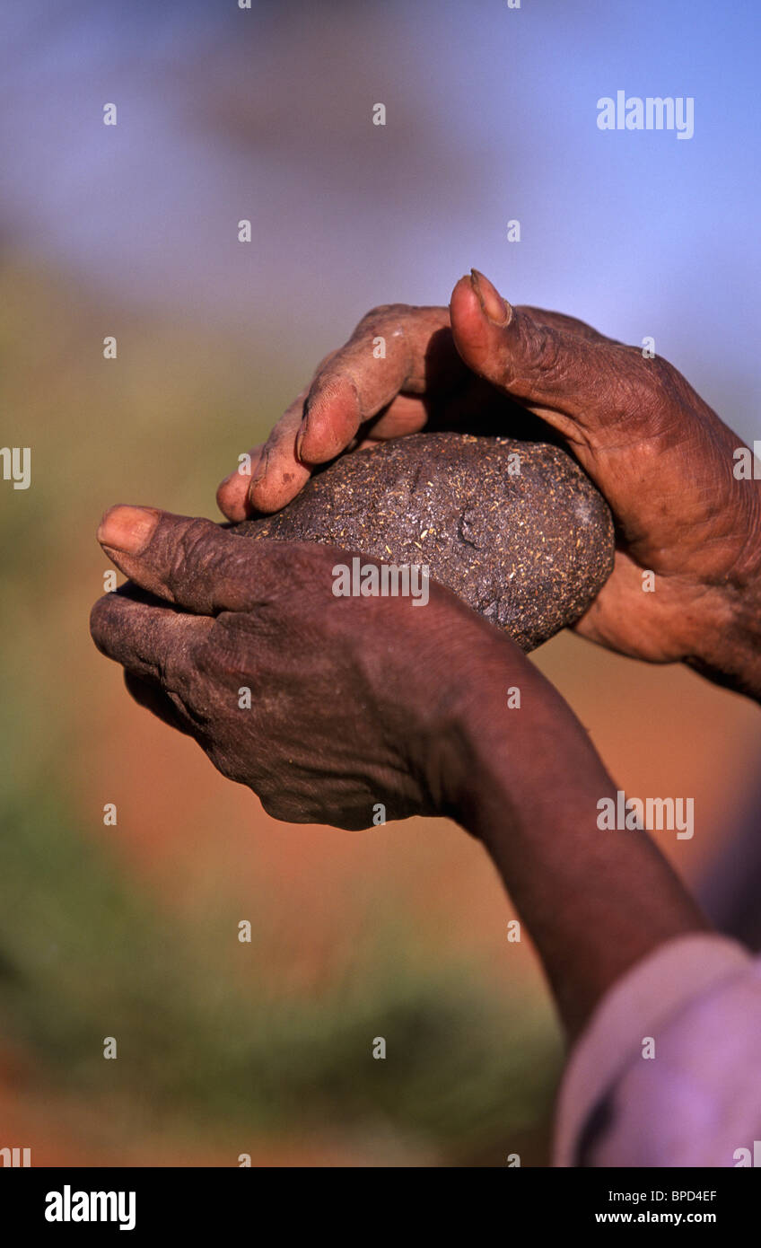 Indigenous plant australia hi-res stock photography and images - Alamy
