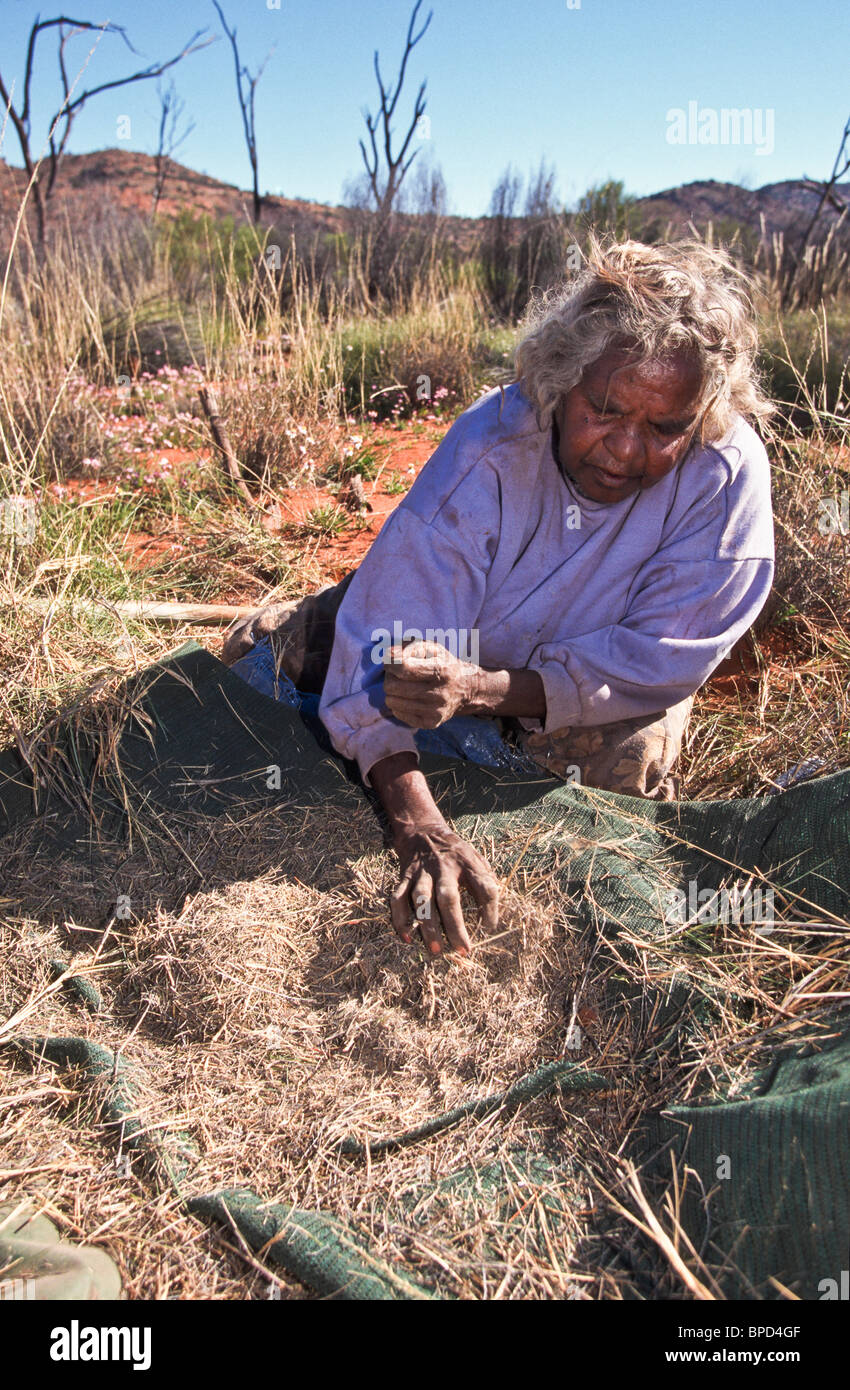 Making 'kiti' or bush glue, Australia Stock Photo - Alamy