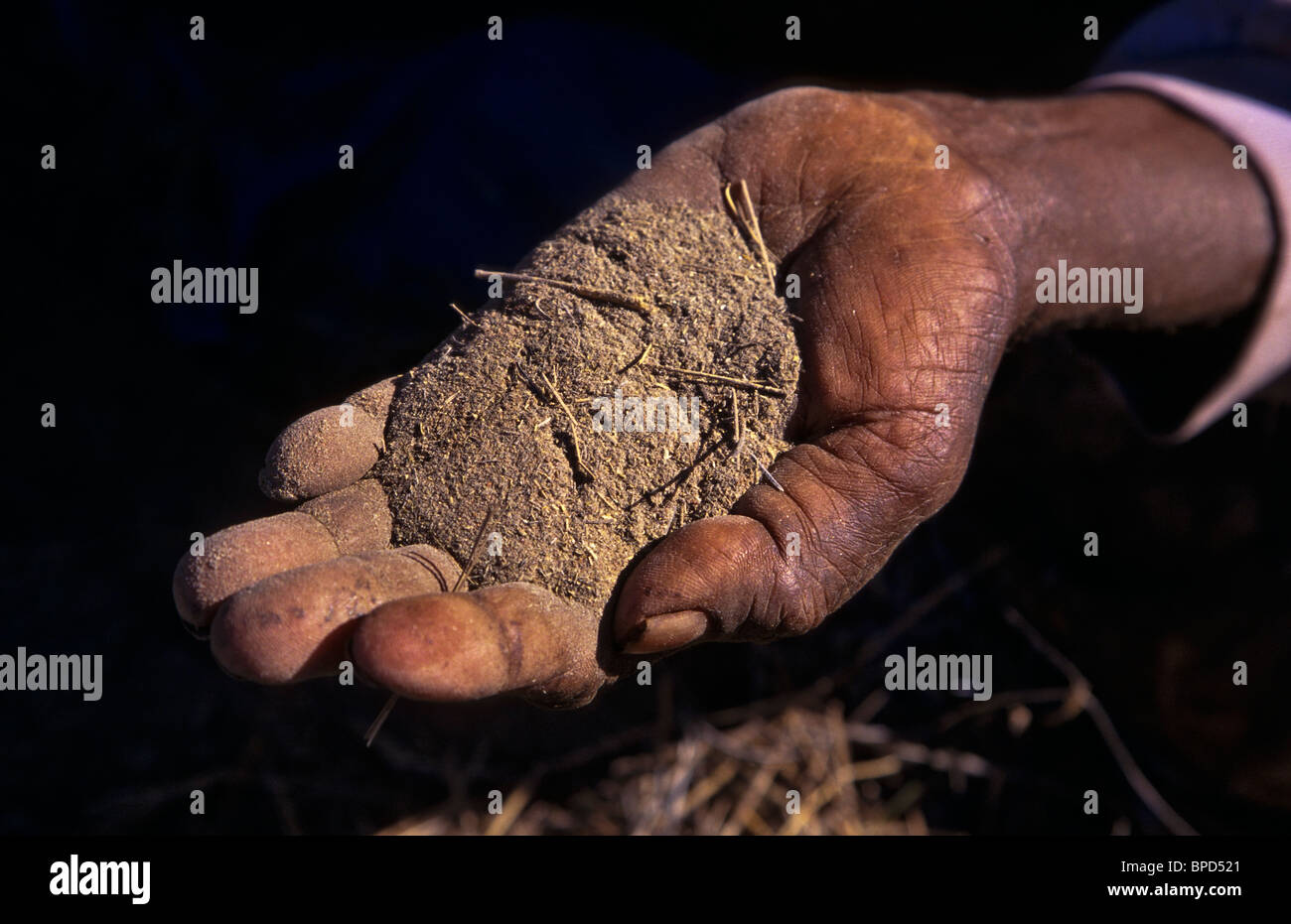 Making 'kiti' or bush glue, Australia Stock Photo - Alamy