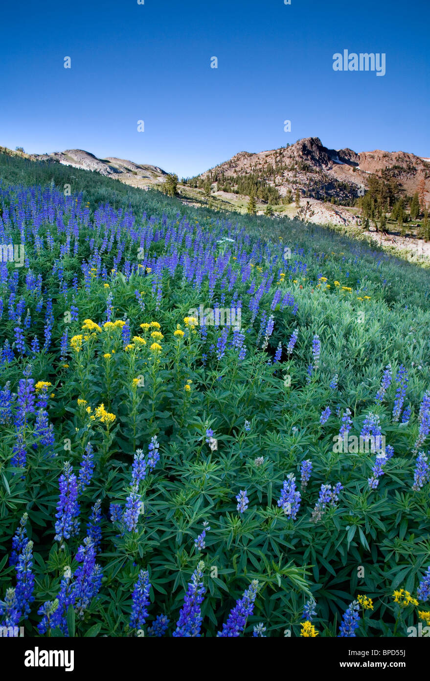 Wildflowers, Lupine and Arrowleaf Groundsel, in Sierra Nevada near ...