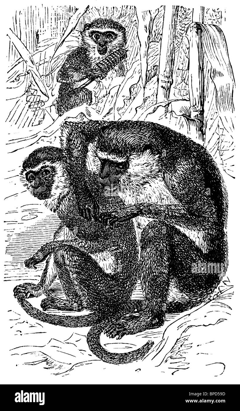 Cercopithecus sabaeus hi-res stock photography and images - Alamy