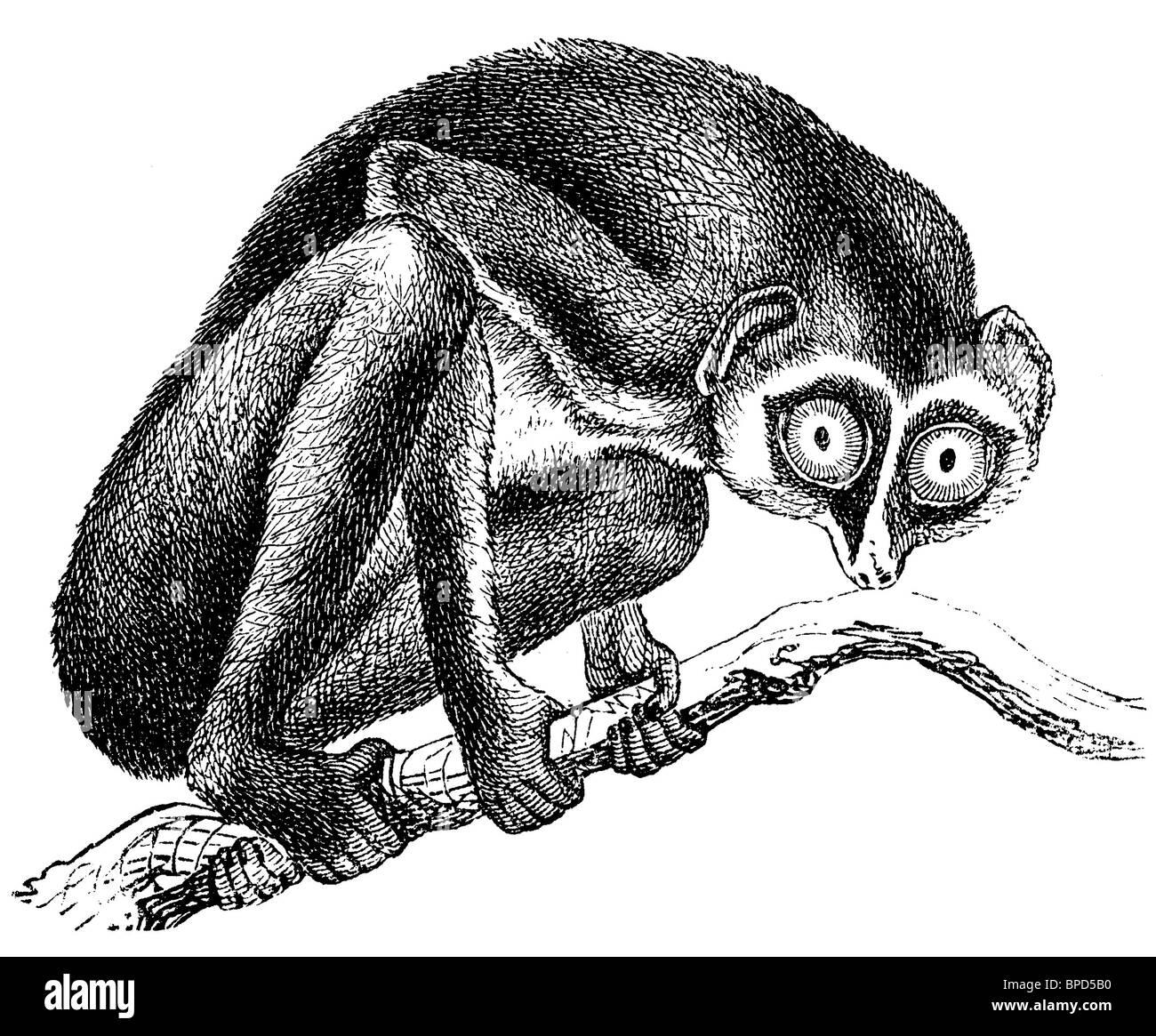 Slender loris, Loris tardigradus Stock Photo - Alamy