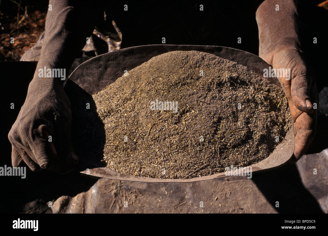 Bush glue hi-res stock photography and images - Alamy