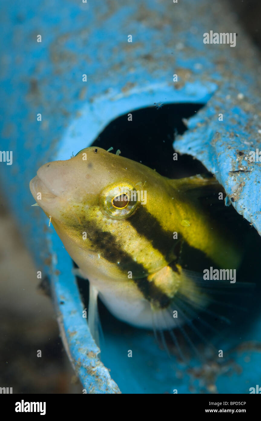 Shorthead Fangblenny, Petroscirtes breviceps, Anilao, Solo, Anilao ...