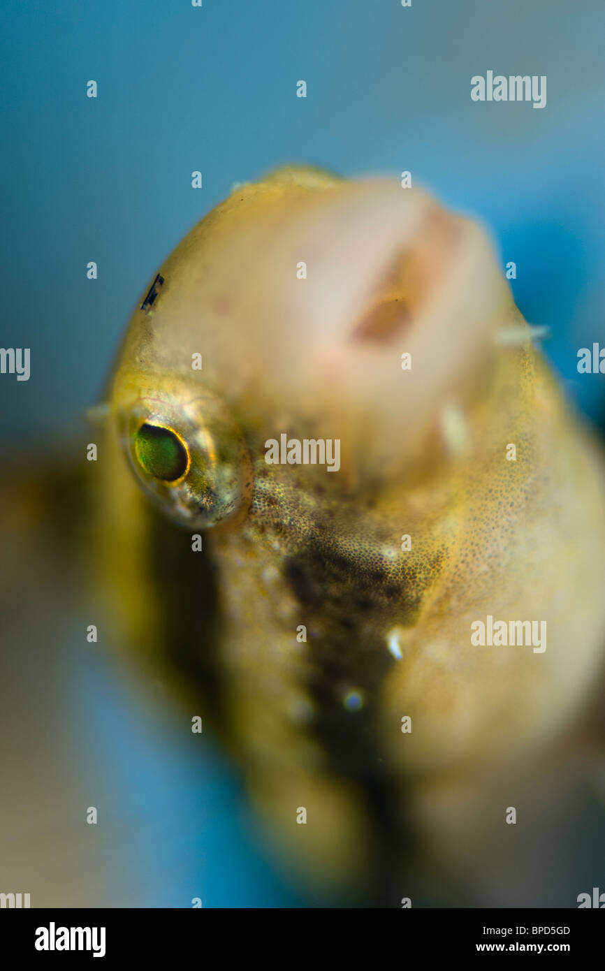 Sabretooth fish hi-res stock photography and images - Alamy